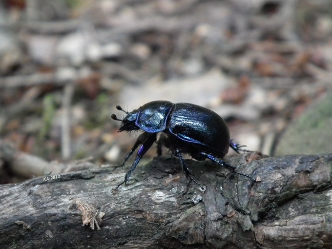 Träumerle » Käfer